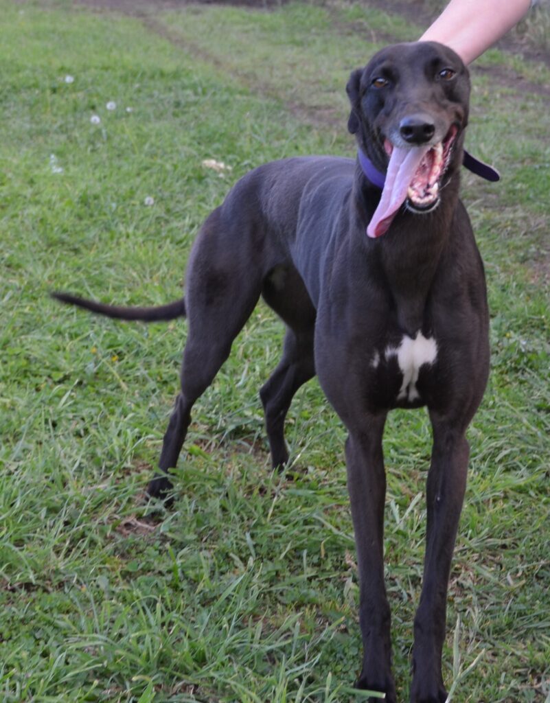 Available to Adopt – Greyhound Pets NL
